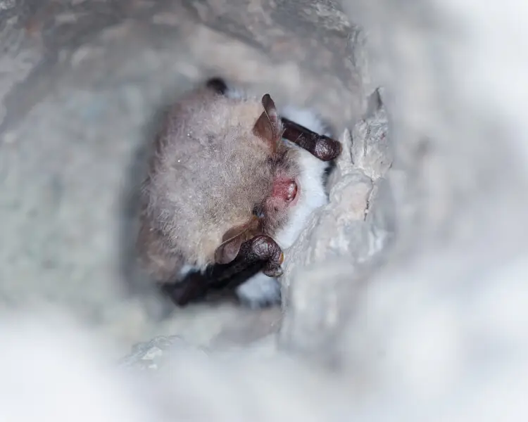 Natterer's bat - Facts, Diet, Habitat & Pictures on Animalia.bio