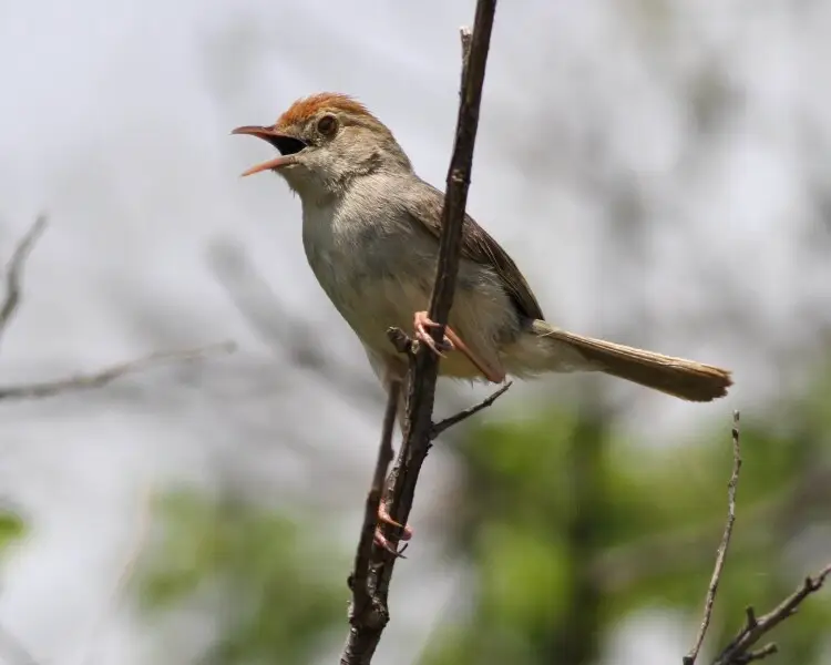 Neddicky - Facts, Diet, Habitat & Pictures on Animalia.bio