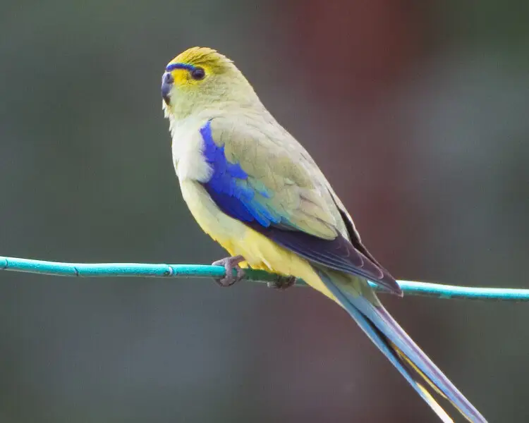 Neophema chrysostoma - факти, дієта, ареал і фотографії на Animalia.bio