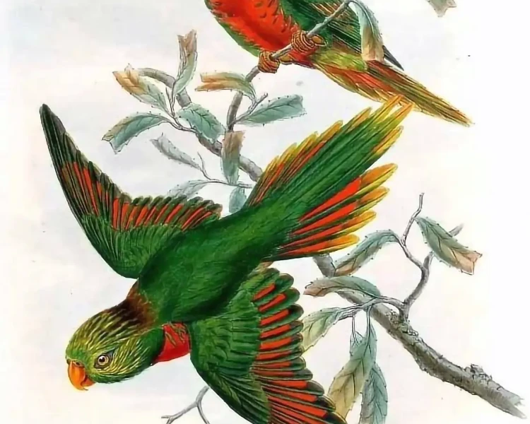 Neopsittacus pullicauda - факти, дієта, ареал і фотографії на Animalia.bio