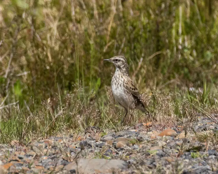 Australasian pipit - Facts, Diet, Habitat & Pictures on Animalia.bio