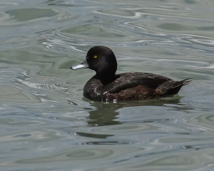 New Zealand scaup - Facts, Diet, Habitat & Pictures on Animalia.bio