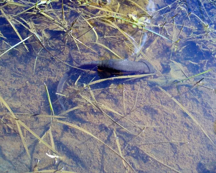 Rough-skinned newt - Facts, Diet, Habitat & Pictures on Animalia.bio