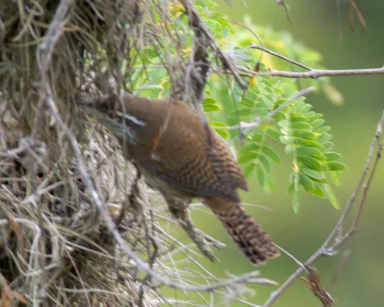 Thryophilus nicefori - Facts, Diet, Habitat & Pictures on Animalia.bio