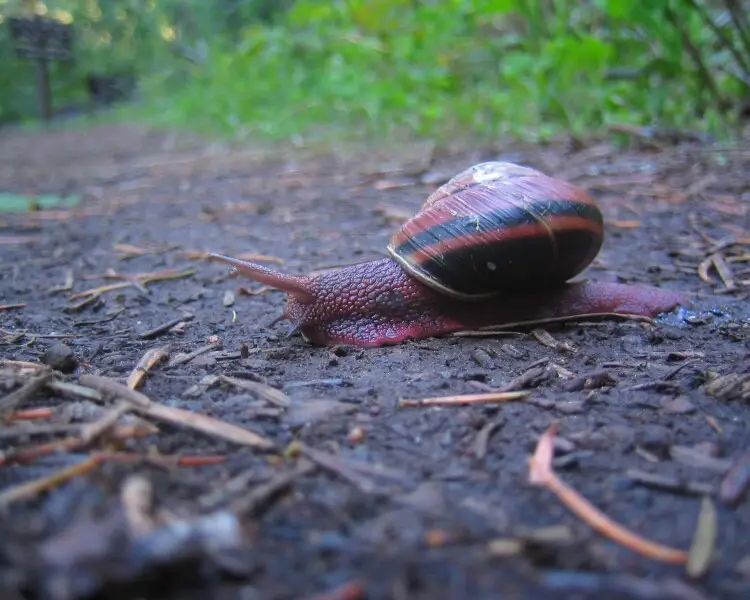 Monadenia fidelis - Facts, Diet, Habitat & Pictures on Animalia.bio