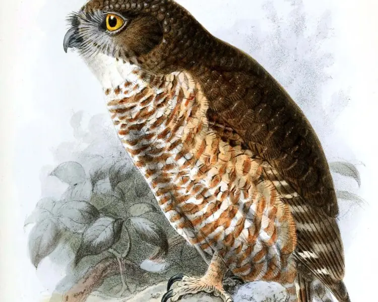 Ninox rudolfi - факти, дієта, ареал і фотографії на Animalia.bio