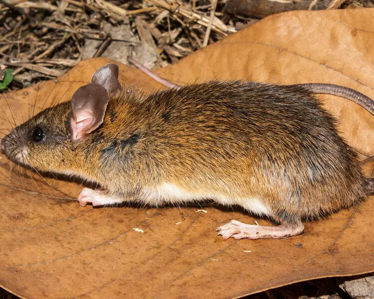 Chestnut white-bellied rat - Facts, Diet, Habitat & Pictures on ...
