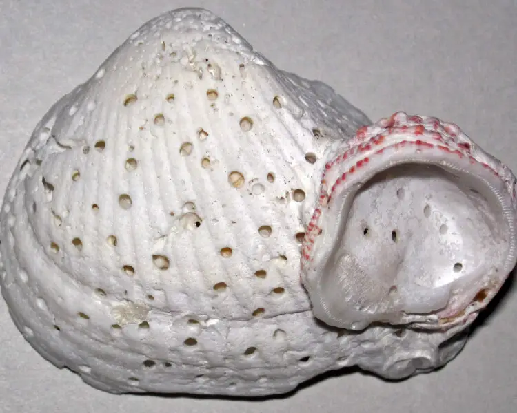 Noetia ponderosa - Facts, Diet, Habitat & Pictures on Animalia.bio