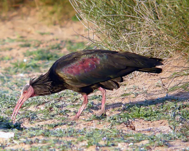 Northern bald ibis - Facts, Diet, Habitat & Pictures on Animalia.bio
