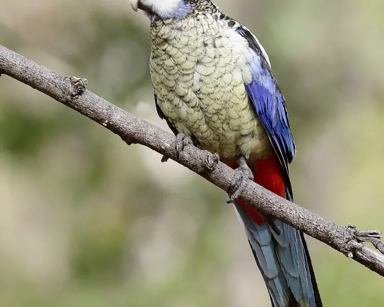 Northern rosella - Facts, Diet, Habitat & Pictures on Animalia.bio