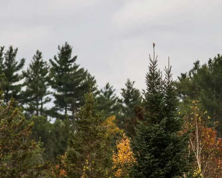 Northern shrike - Facts, Diet, Habitat & Pictures on Animalia.bio