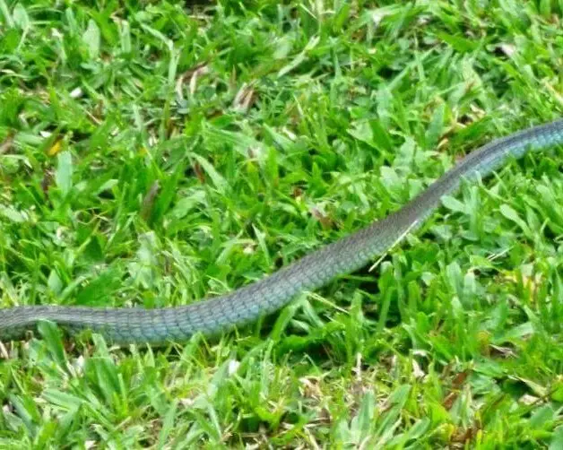 Dendrelaphis calligastra - факти, дієта, ареал і фотографії на Animalia.bio