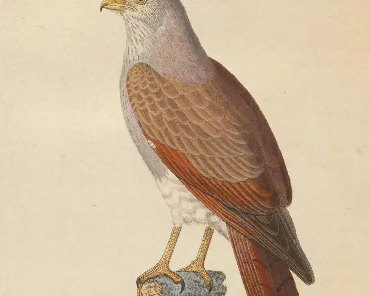 Rufous-winged buzzard - Facts, Diet, Habitat & Pictures on Animalia.bio