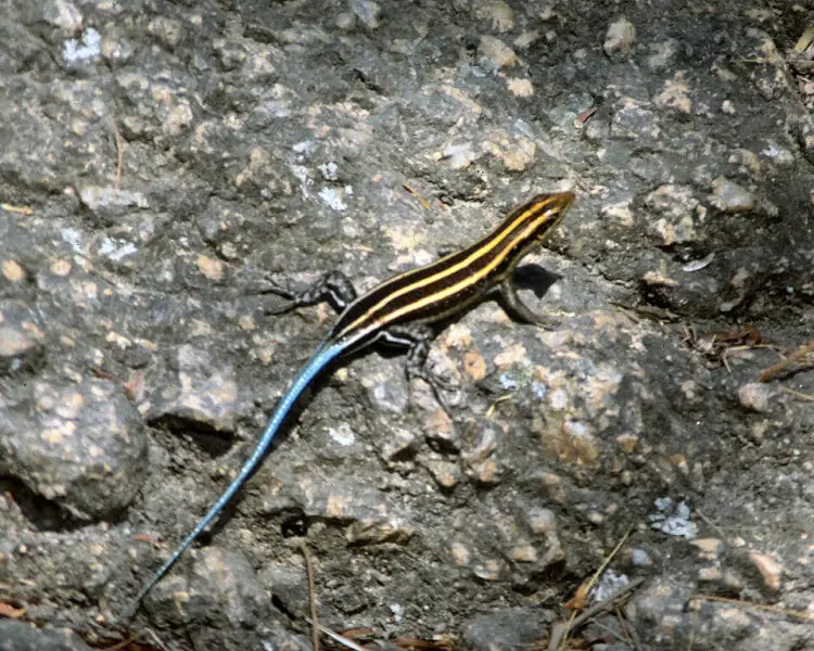 Nucras caesicaudata - факти, дієта, ареал і фотографії на Animalia.bio