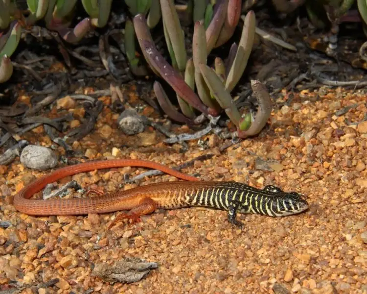 Nucras tessellata - факти, дієта, ареал і фотографії на Animalia.bio