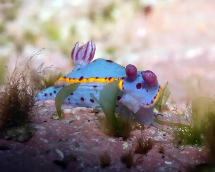 Hypselodoris bennetti - факти, дієта, ареал і фотографії на Animalia.bio