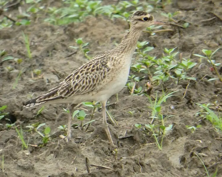 Numenius minutus - факти, дієта, ареал і фотографії на Animalia.bio