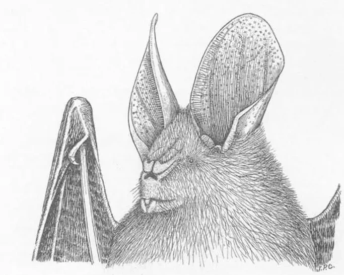 Nycteris major - факти, дієта, ареал і фотографії на Animalia.bio