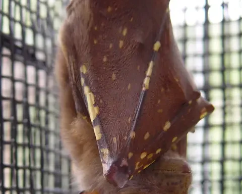 Nyctimene robinsoni - факти, дієта, ареал і фотографії на Animalia.bio