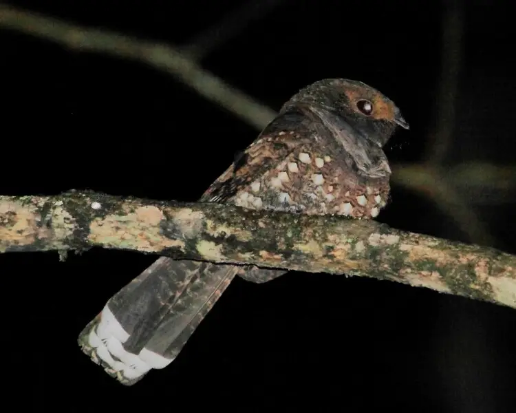Nyctiphrynus ocellatus - факти, дієта, ареал і фотографії на Animalia.bio