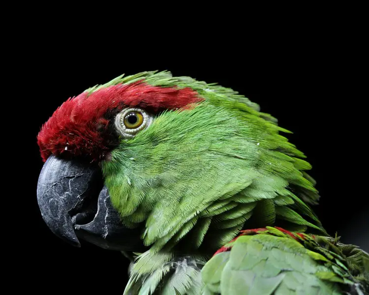 Thick-Billed Parrot - Facts, Diet, Habitat & Pictures on Animalia.bio