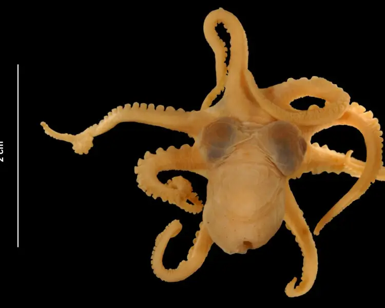 Octopus joubini - Facts, Diet, Habitat & Pictures on Animalia.bio