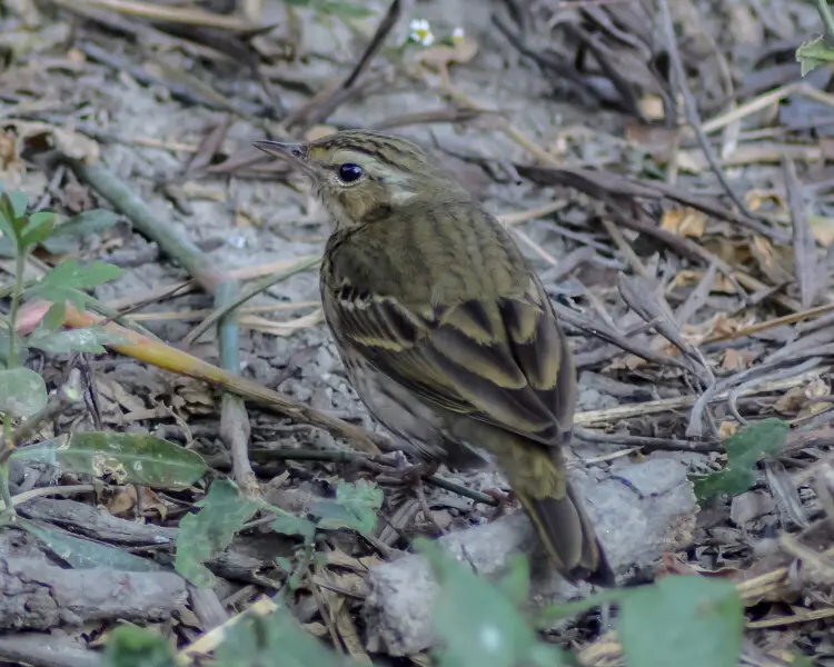 Olive-backed pipit - Facts, Diet, Habitat & Pictures on Animalia.bio