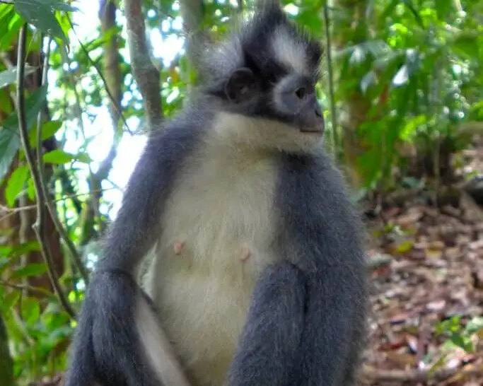 Presbytis thomasi - факти, дієта, ареал і фотографії на Animalia.bio