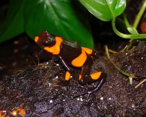 Oophaga lehmanni - факти, дієта, ареал і фотографії на Animalia.bio