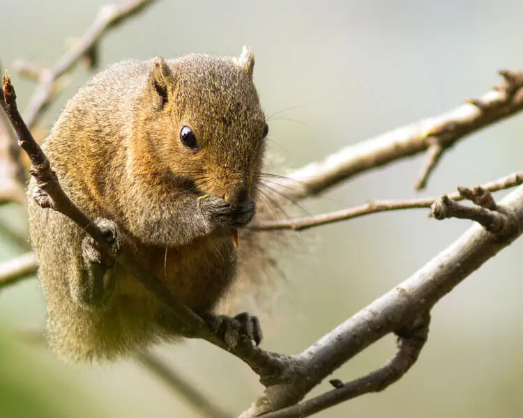 Orange-bellied Himalayan squirrel - Facts, Diet, Habitat & Pictures on ...