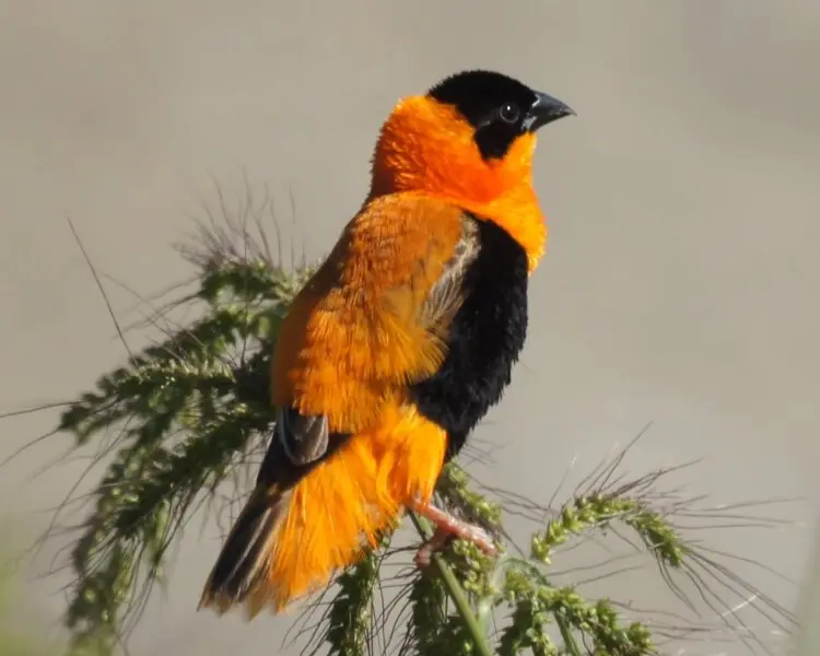Northern red bishop - Facts, Diet, Habitat & Pictures on Animalia.bio