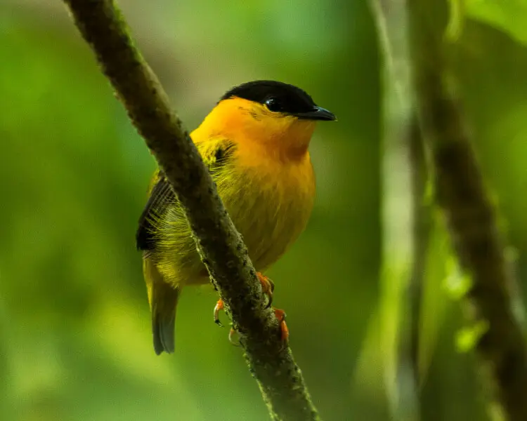 Orange-collared manakin - Facts, Diet, Habitat & Pictures on Animalia.bio