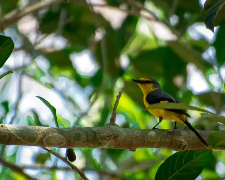 Orange minivet - Facts, Diet, Habitat & Pictures on Animalia.bio