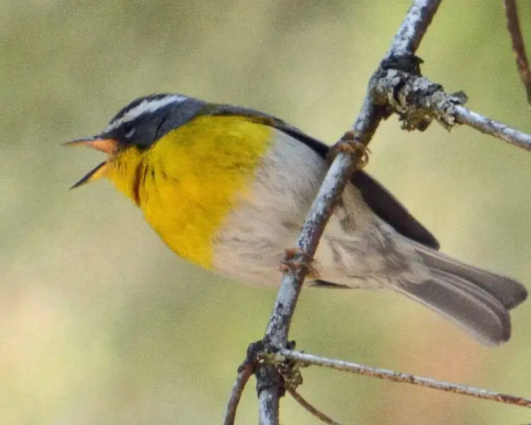 Oreothlypis superciliosa - факти, дієта, ареал і фотографії на Animalia.bio