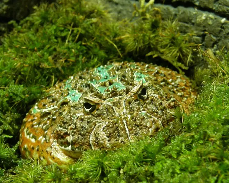 Argentine horned frog - Facts, Diet, Habitat & Pictures on Animalia.bio