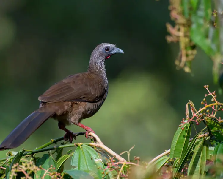 Speckled chachalaca - Facts, Diet, Habitat & Pictures on Animalia.bio