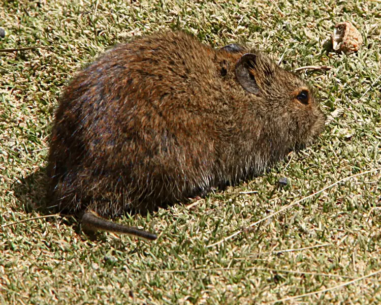 Afroalpine vlei rat - Facts, Diet, Habitat & Pictures on Animalia.bio