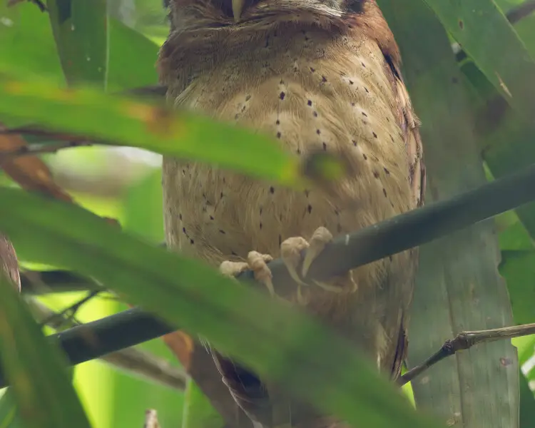 White-fronted scops owl - Facts, Diet, Habitat & Pictures on Animalia.bio