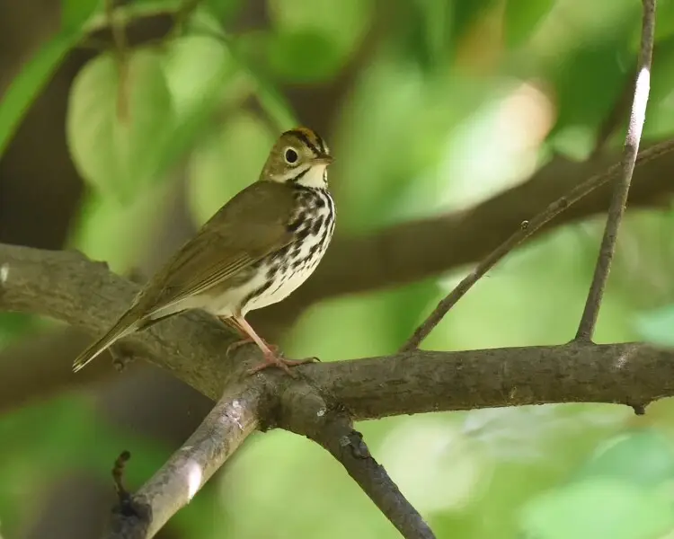 Ovenbird - Facts, Diet, Habitat & Pictures on Animalia.bio