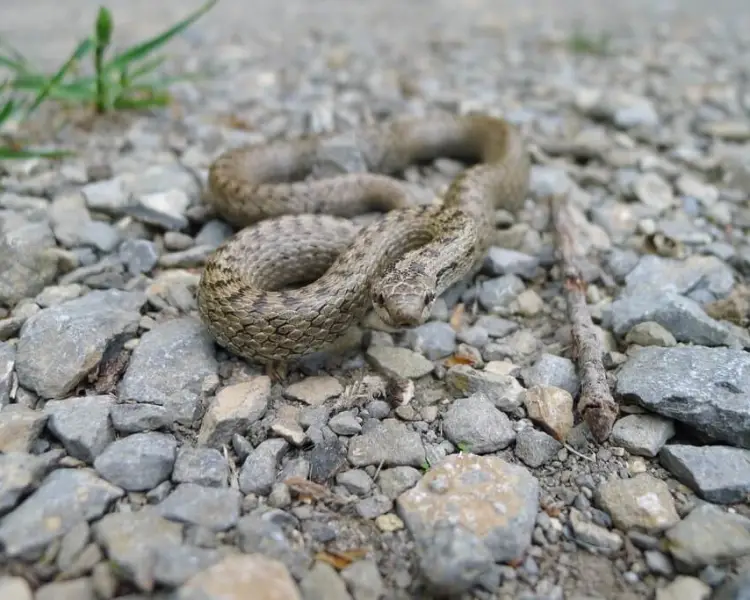 Smooth Snake - Facts, Diet, Habitat & Pictures on Animalia.bio