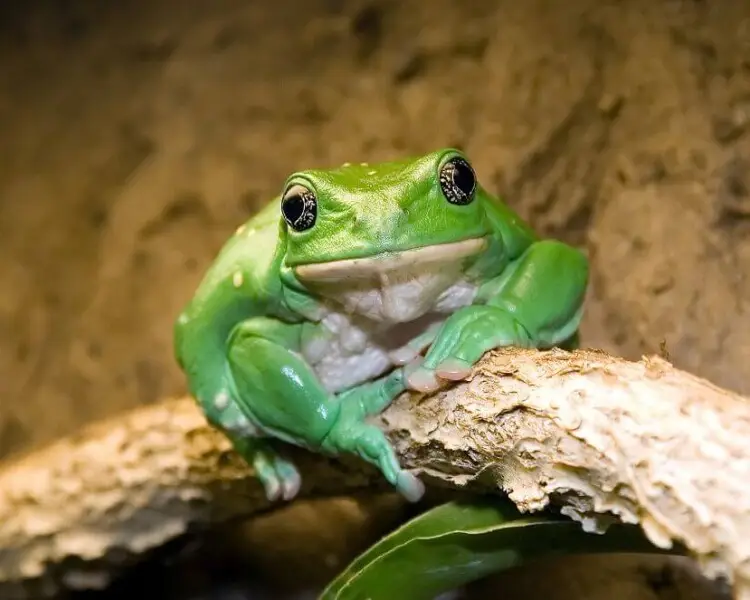 Agalychnis dacnicolor - факти, дієта, ареал і фотографії на Animalia.bio