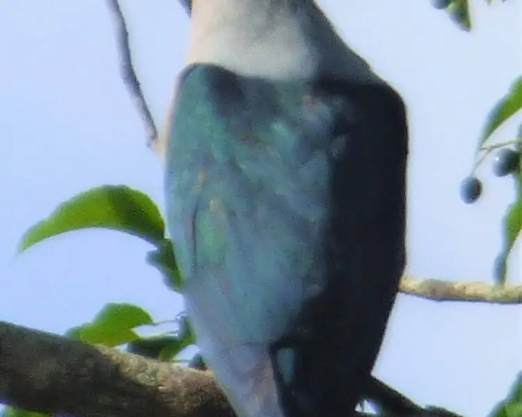 Ducula pacifica - факти, дієта, ареал і фотографії на Animalia.bio