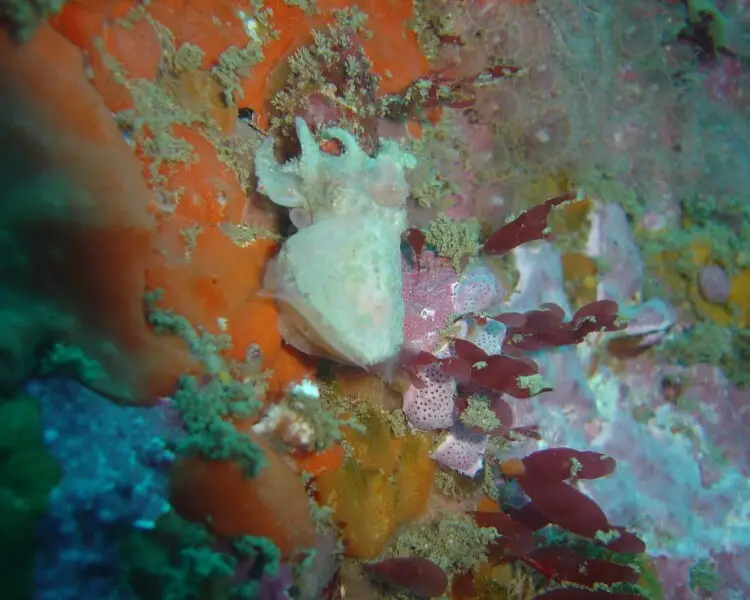 Sepia tuberculata - факти, дієта, ареал і фотографії на Animalia.bio