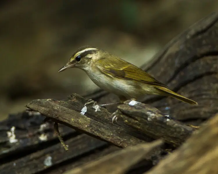 Pale-legged leaf warbler - Facts, Diet, Habitat & Pictures on Animalia.bio