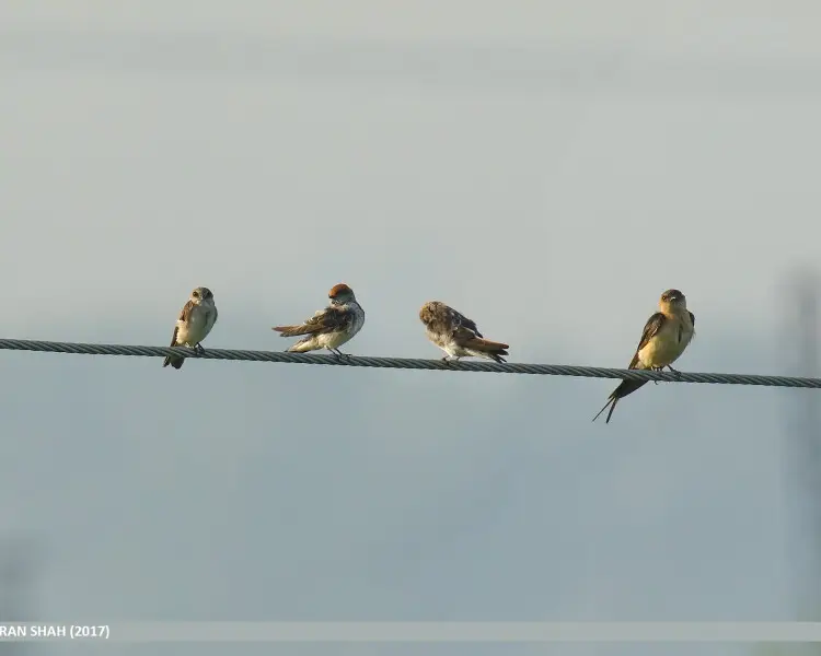 Pale martin - Facts, Diet, Habitat & Pictures on Animalia.bio