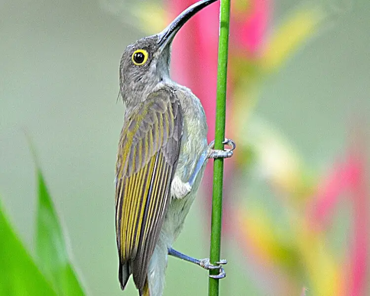 Pale spiderhunter - Facts, Diet, Habitat & Pictures on Animalia.bio
