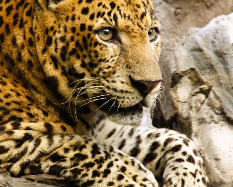 Javan leopard - Facts, Diet, Habitat & Pictures on Animalia.bio