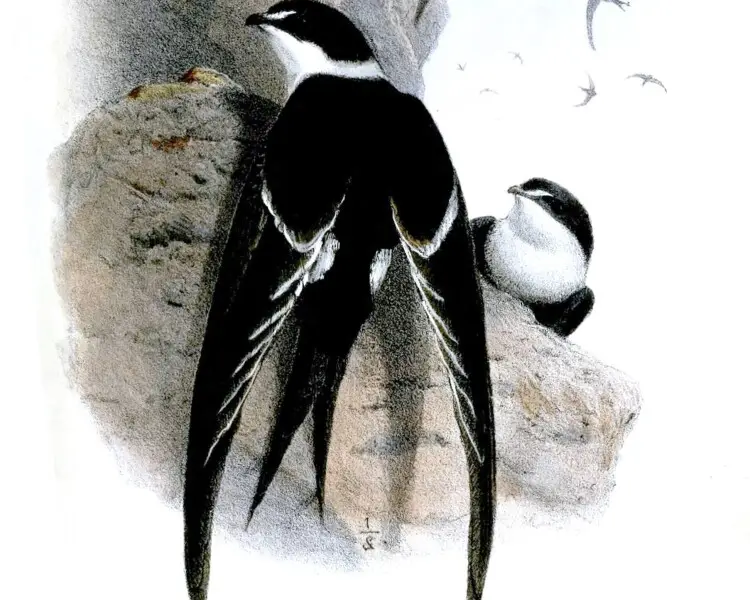 Great swallow-tailed swift - Facts, Diet, Habitat & Pictures on ...