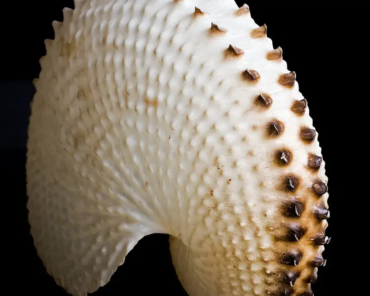 Argonauta nodosa - Facts, Diet, Habitat & Pictures on Animalia.bio