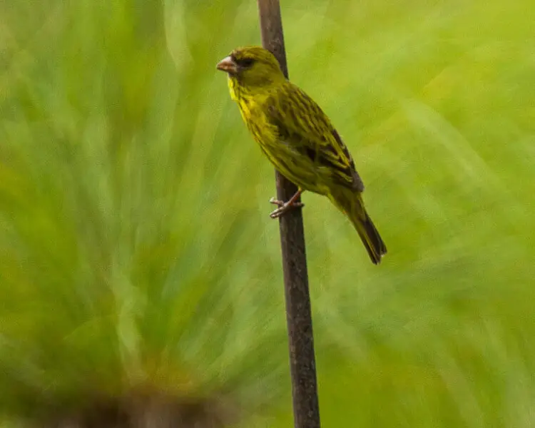 Papyrus canary - Facts, Diet, Habitat & Pictures on Animalia.bio